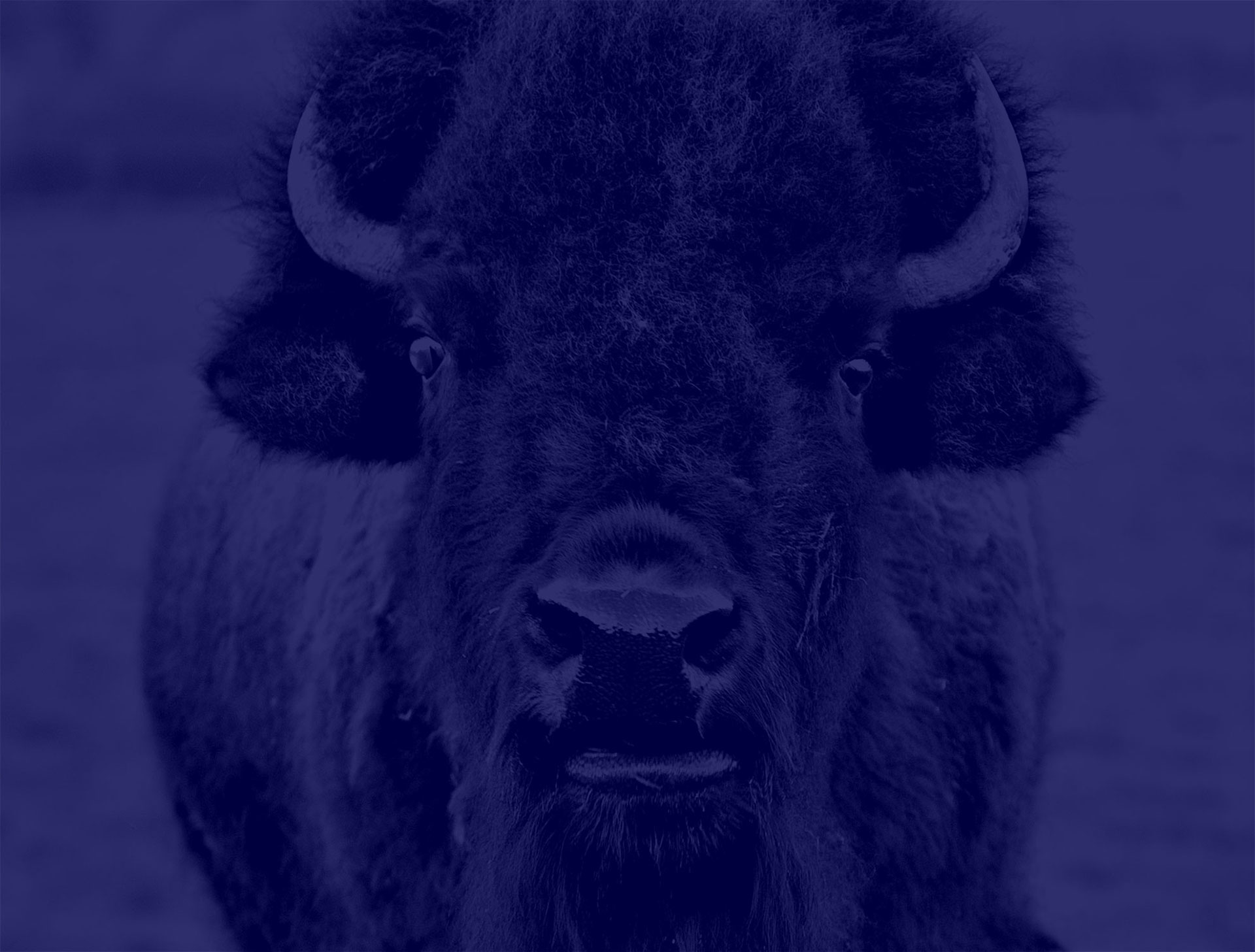 academics-bison - Wayne Community College | Goldsboro, NC